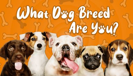 What Dog Breed Are You? Personality Quiz to Find Your Match