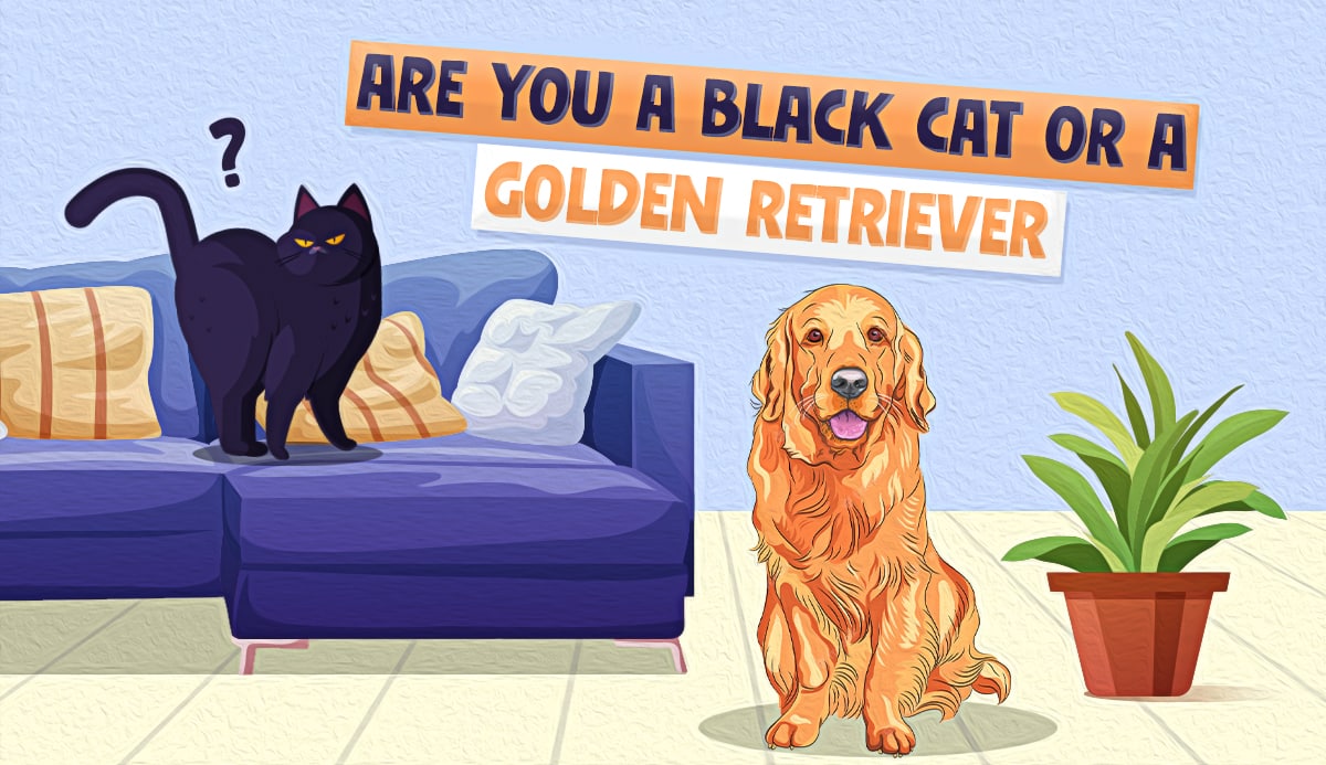 Golden Retriever Or Black Cat Quiz 100 Fun Accurate