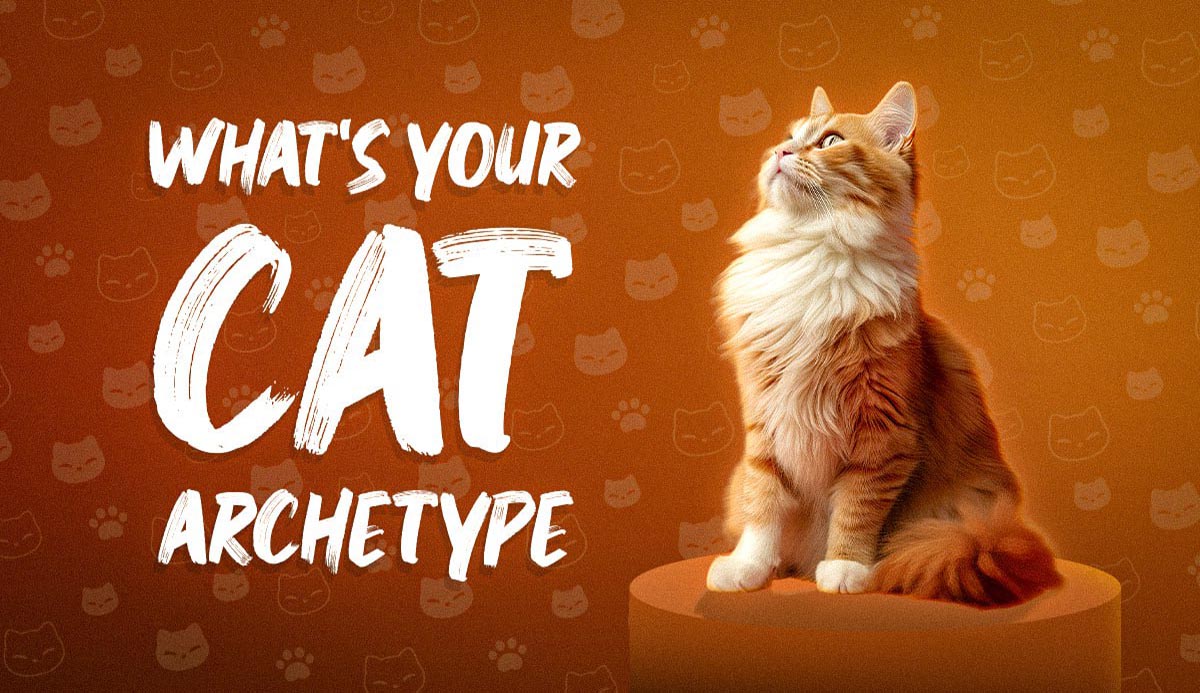 Quiz: What's Your Cat Archetype?
